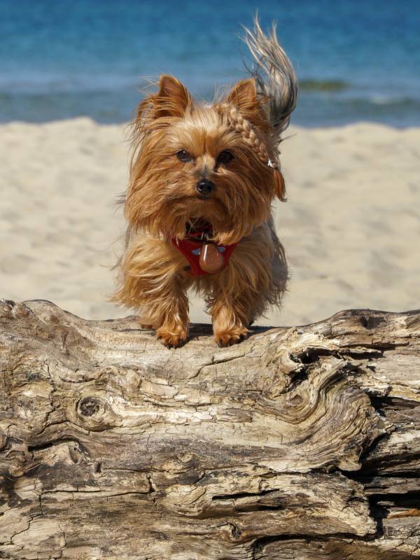 JS Cape Colom 3* | Adults Only Hotel Portocolom - Official